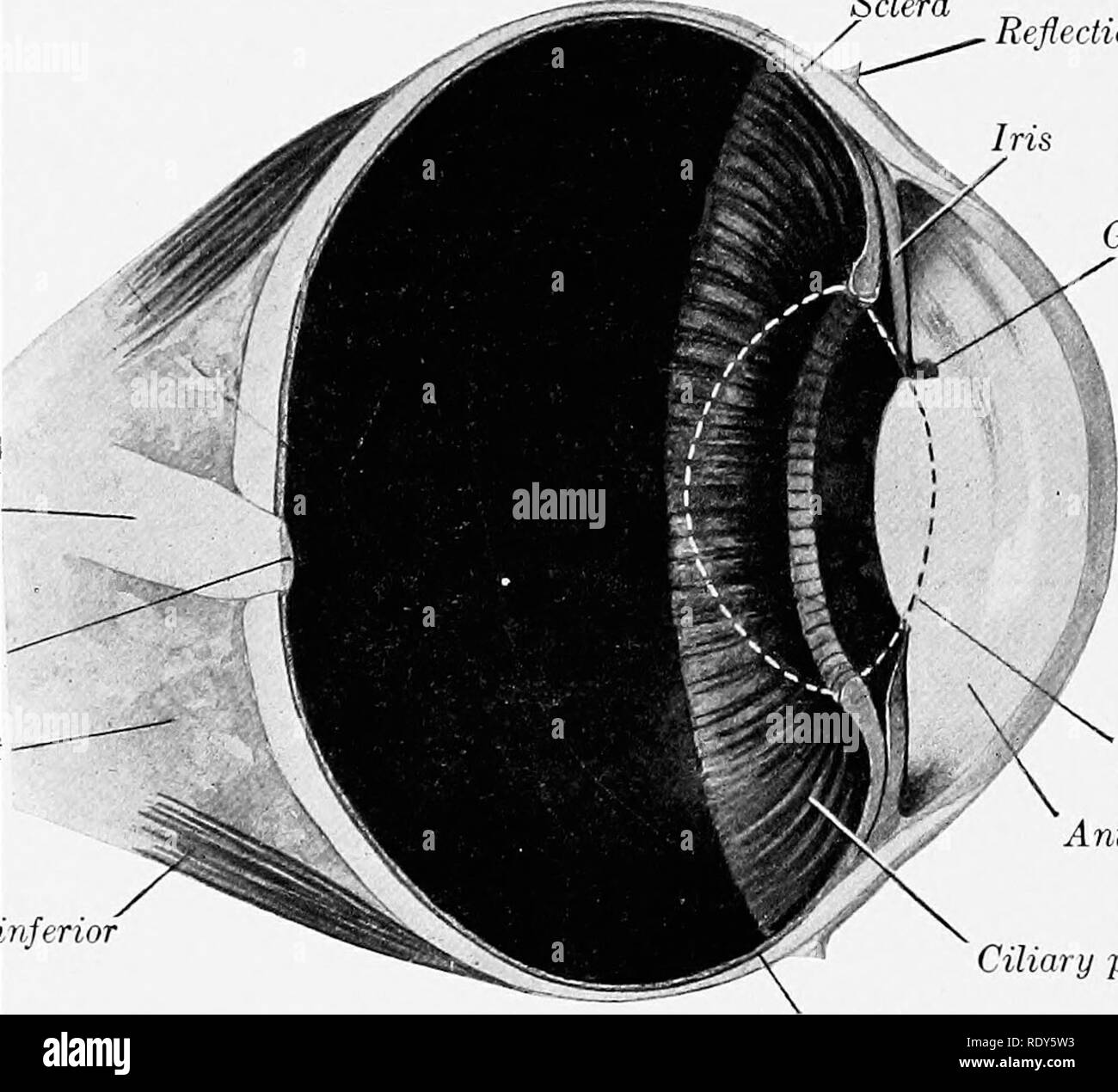 Anterior ciliary arteries hi-res stock photography and images - Alamy