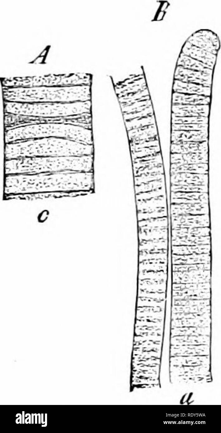 oscillatoria cell type