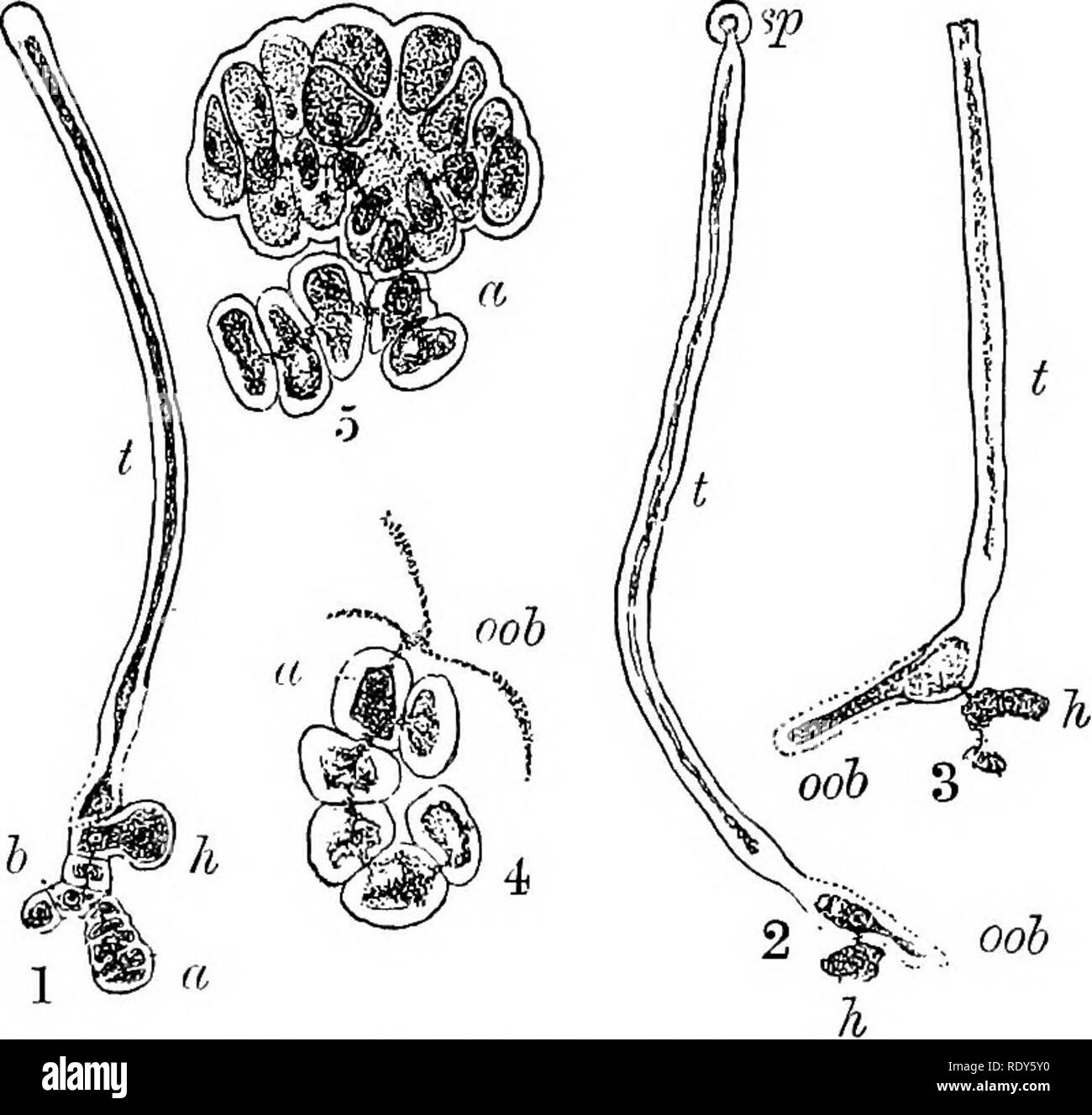 Basal shoot hi-res stock photography and images - Alamy
