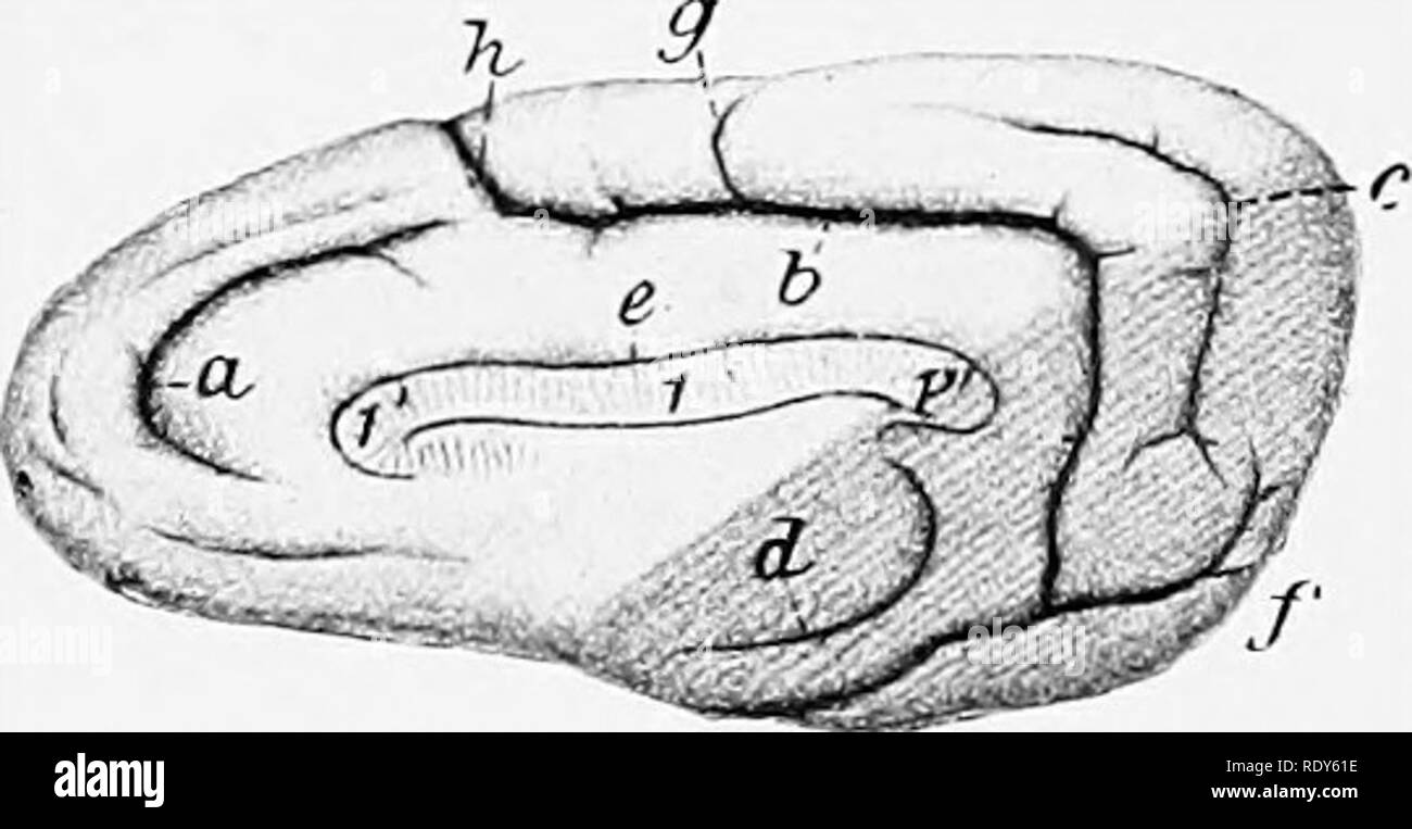 Olfactory system dog hi-res stock photography and images - Alamy