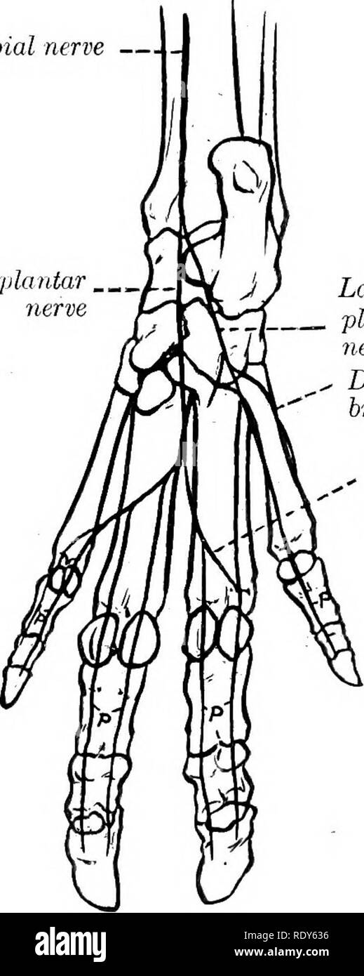 Dorsal Digital Nerves High Resolution Stock Photography and Images - Alamy