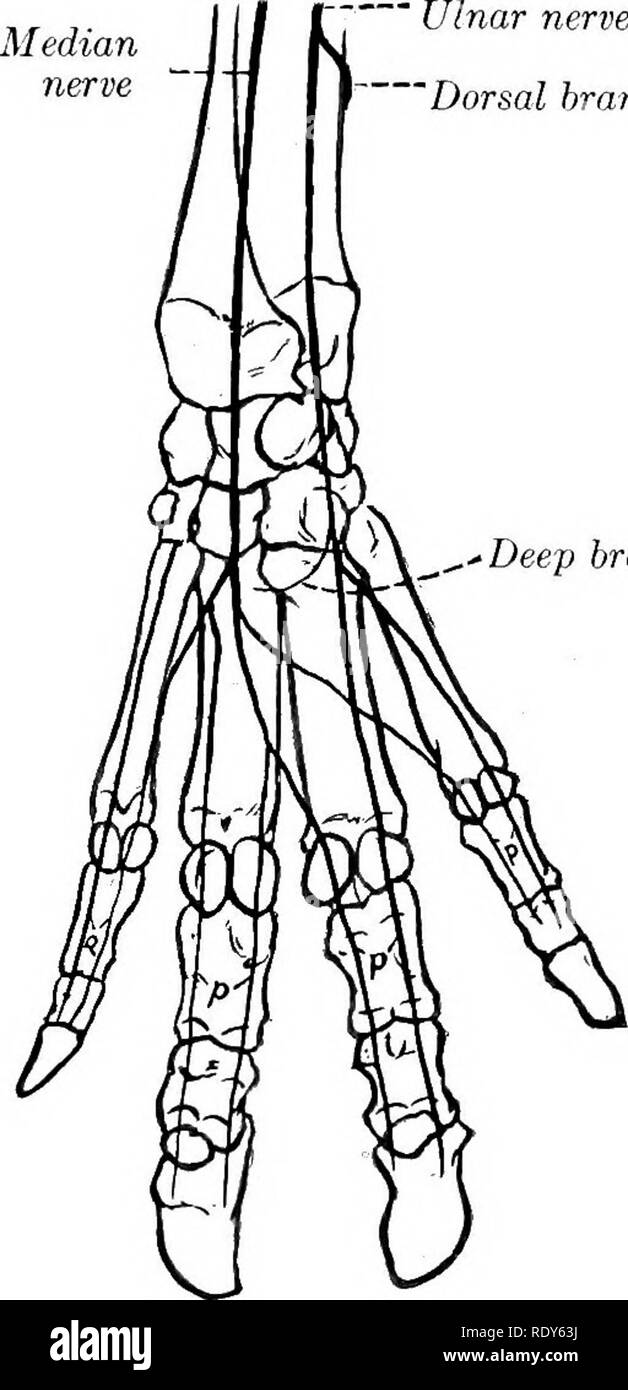 Ulnar Nerve Branches