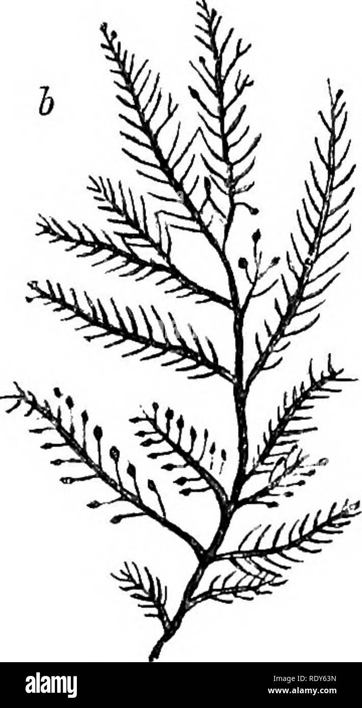Epiphyte Plant Drawing