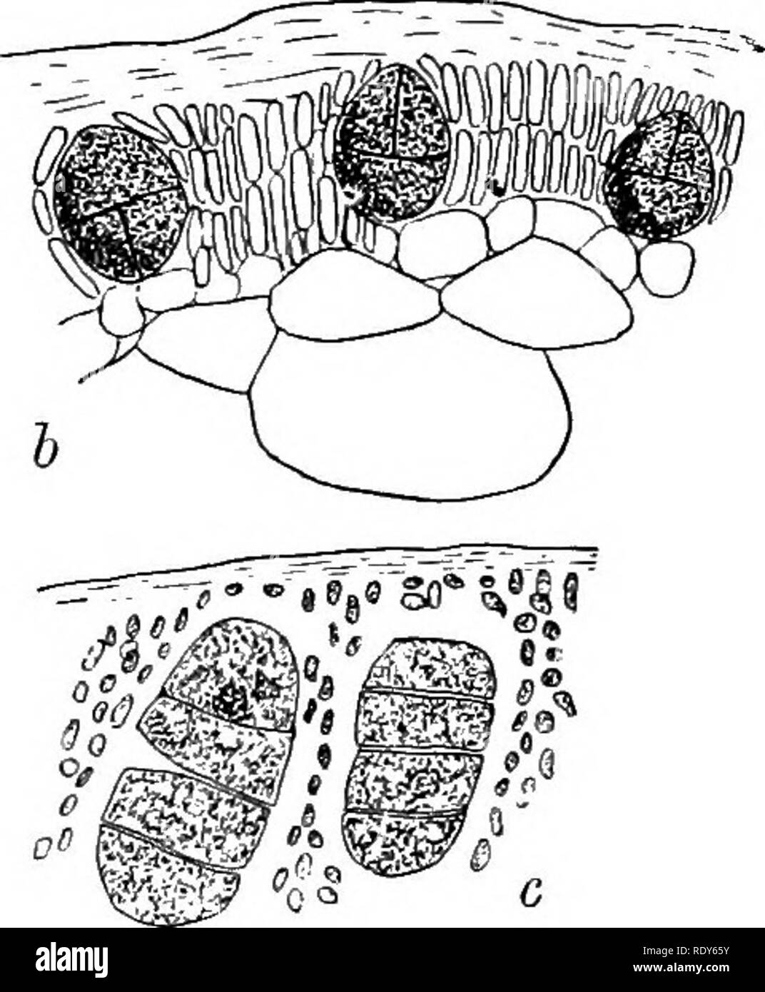 Callithamnion Black and White Stock Photos & Images - Alamy