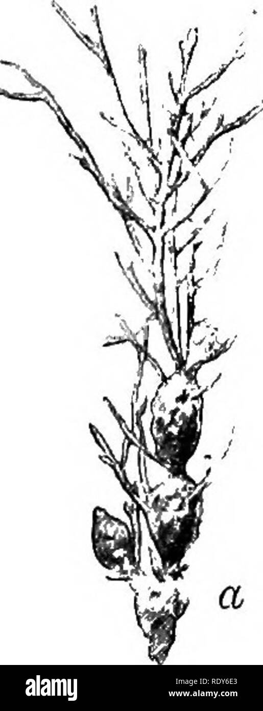 . An introduction to the study of seaweeds. Algae. PHJEOPHYCE^ 47 disc ...