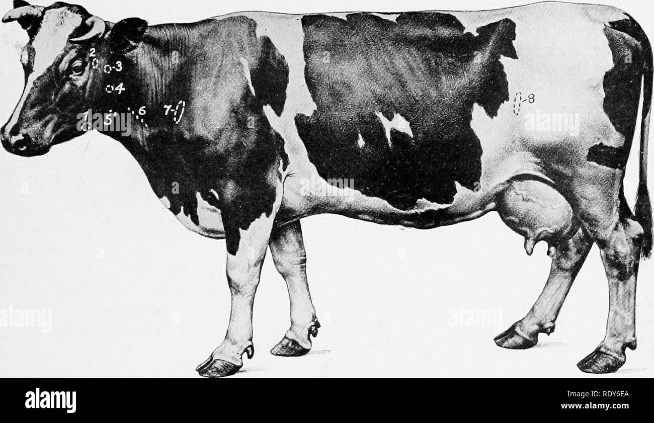 . The anatomy of the domestic animals . Veterinary anatomy. LYMPHATIC ...