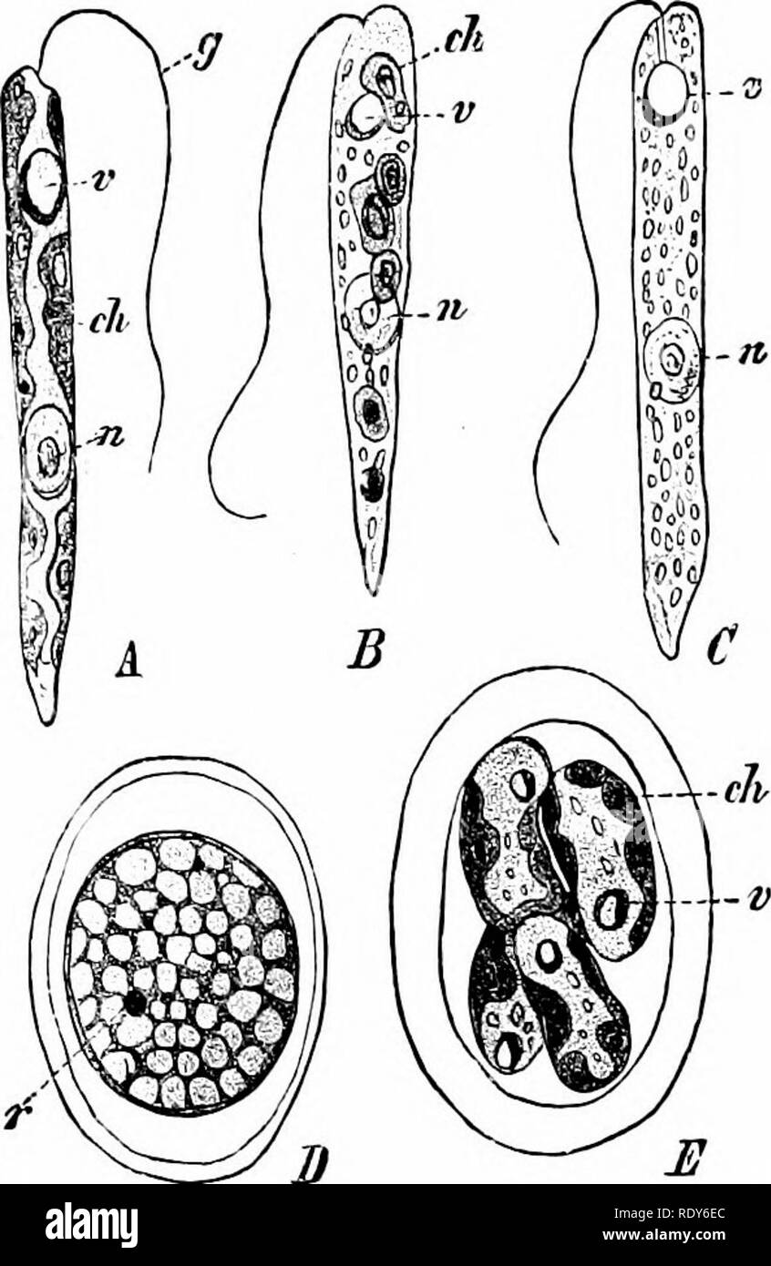 Thallophyta hi-res stock photography and images - Alamy