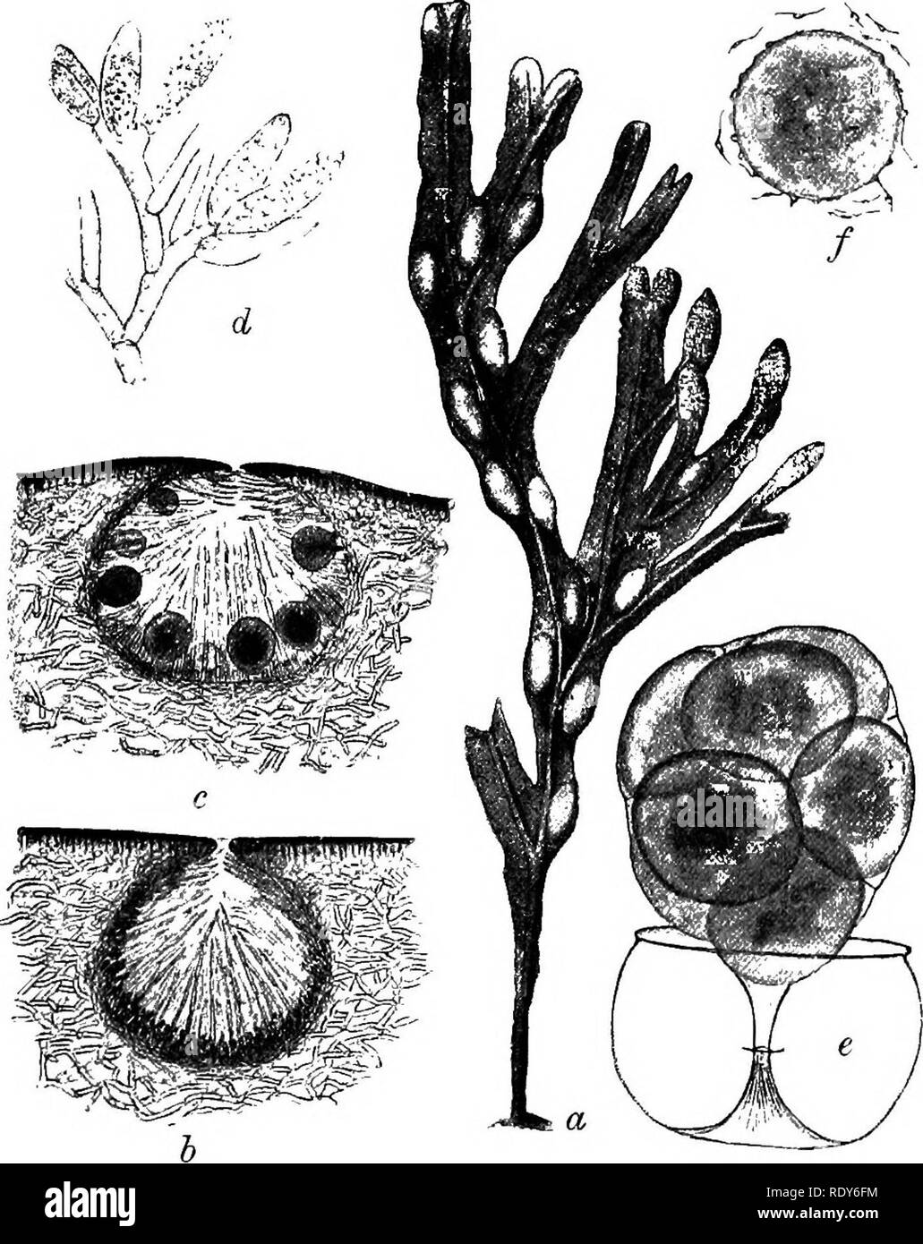 Fucus vesiculosus phaeophyceae Black and White Stock Photos & Images ...