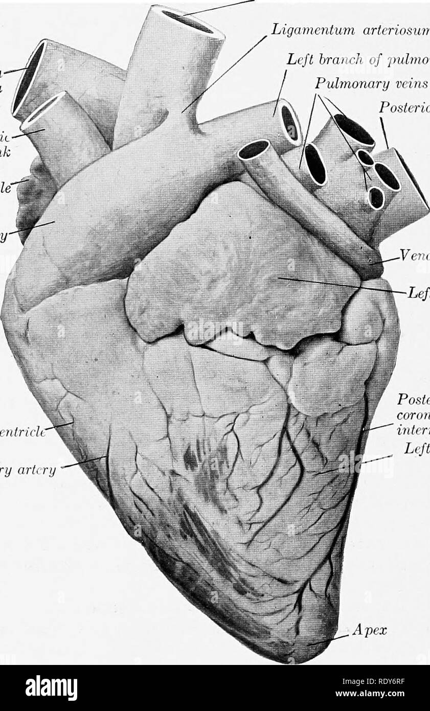 . The anatomy of the domestic animals . Veterinary anatomy. 706 THE ...