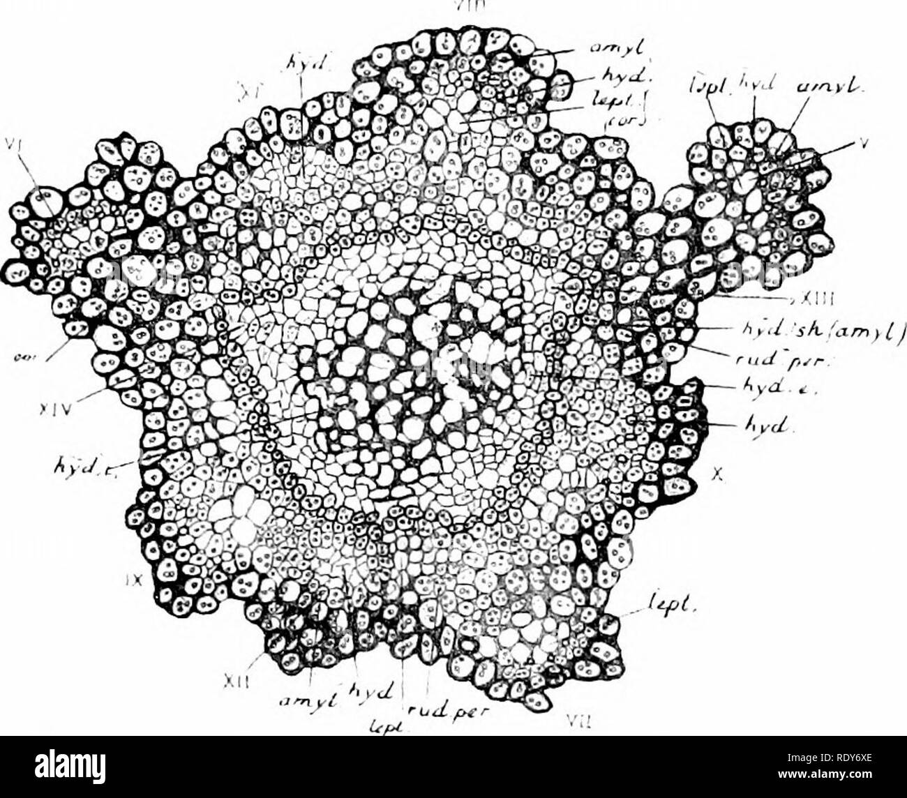 Simple water conducting cells Black and White Stock Photos & Images - Alamy