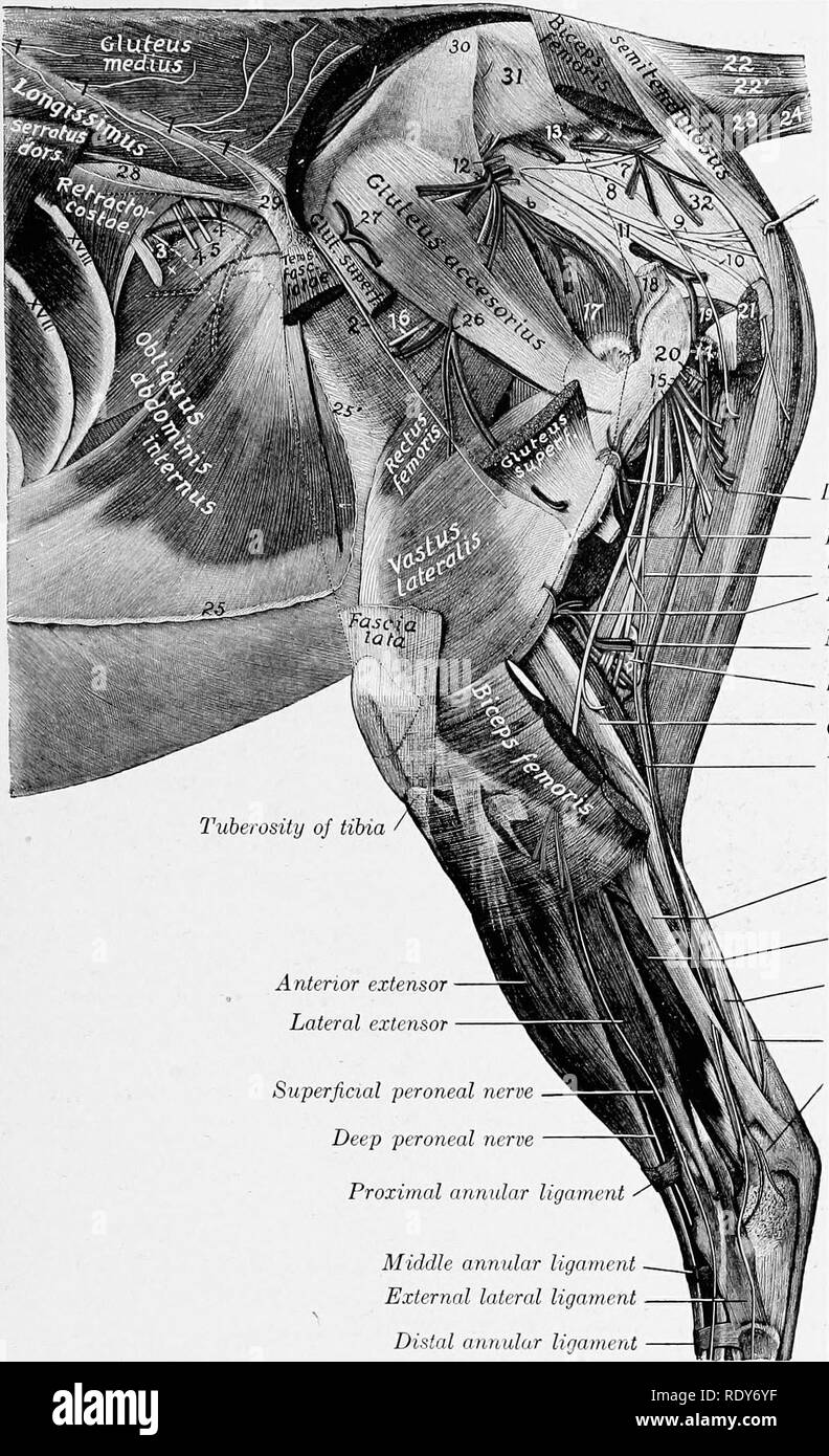 . The anatomy of the domestic animals . Veterinary anatomy. THE ...