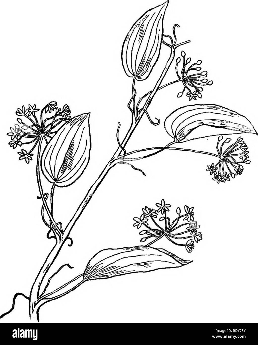 Greenbrier plant Black and White Stock Photos & Images - Alamy
