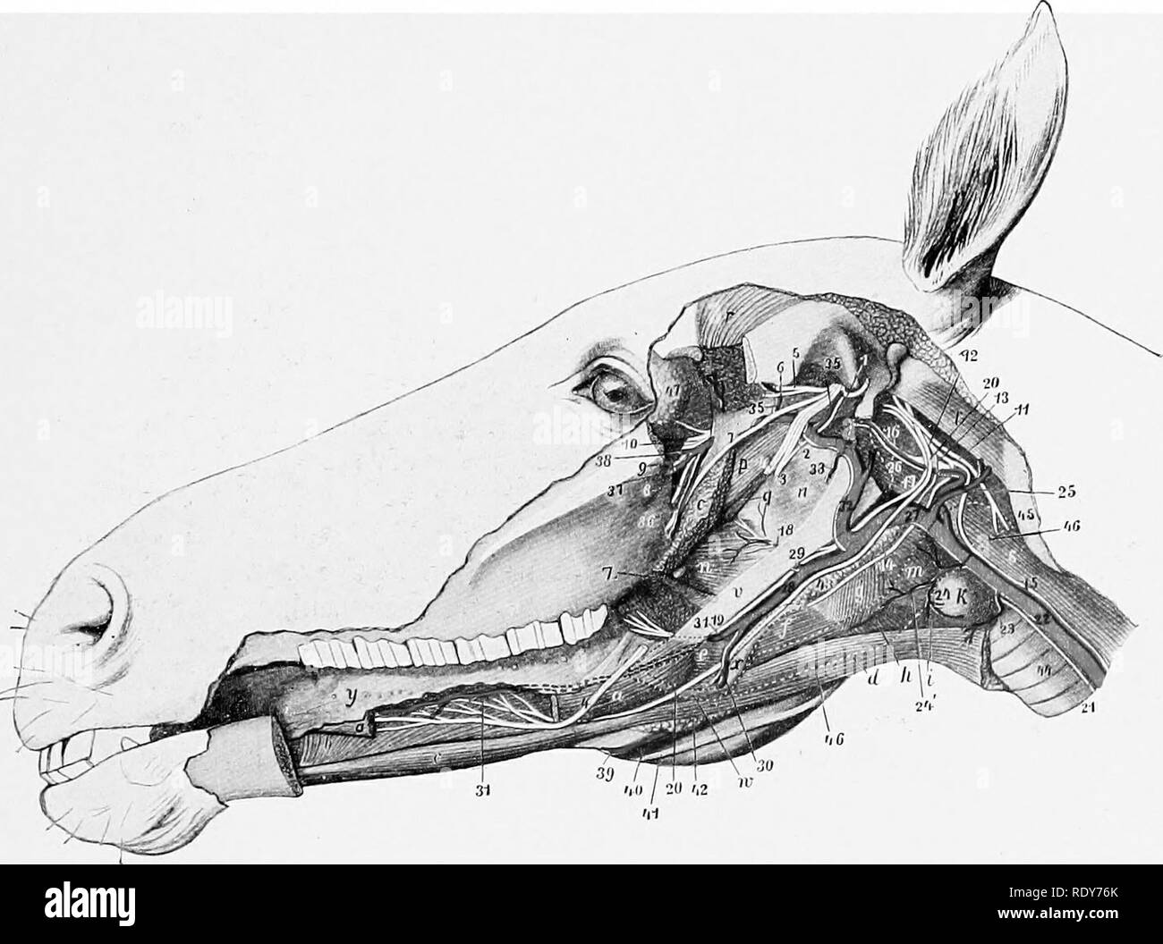 . The anatomy of the domestic animals . Veterinary anatomy. THE ...