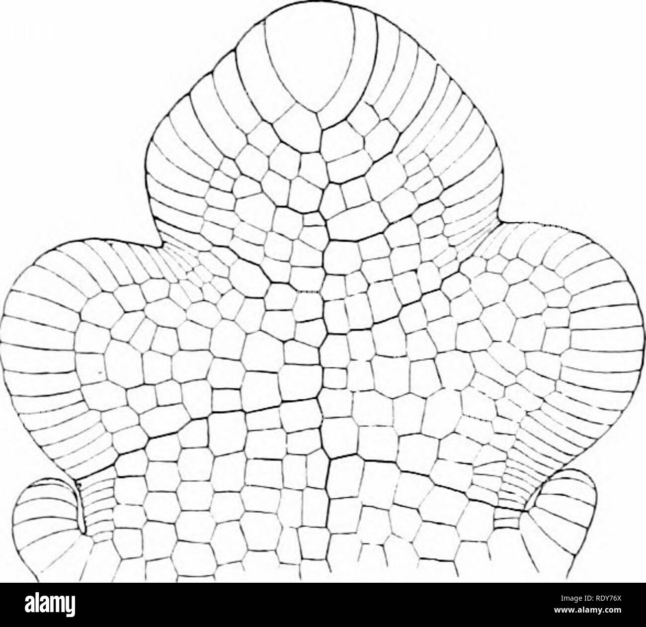 . Botany of the living plant. Botany. FILICALES 335 sides (Fig. 276 ...