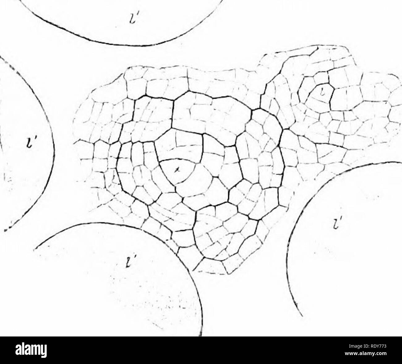 Transverse section of a root hi-res stock photography and images - Alamy