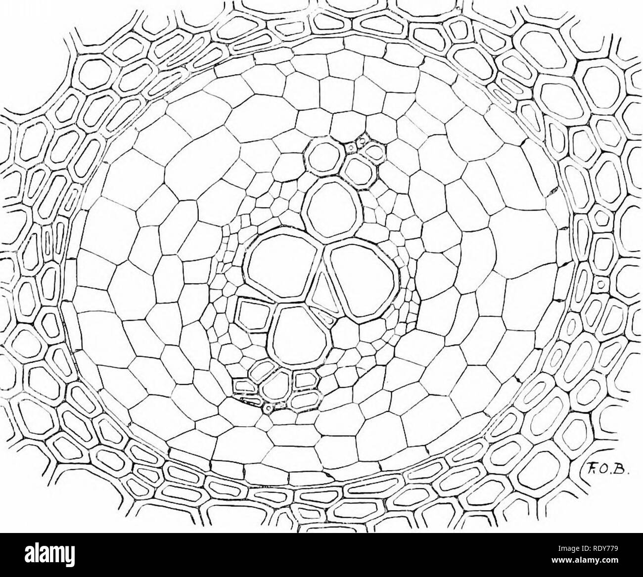 Transverse section of a plant root hi-res stock photography and images ...