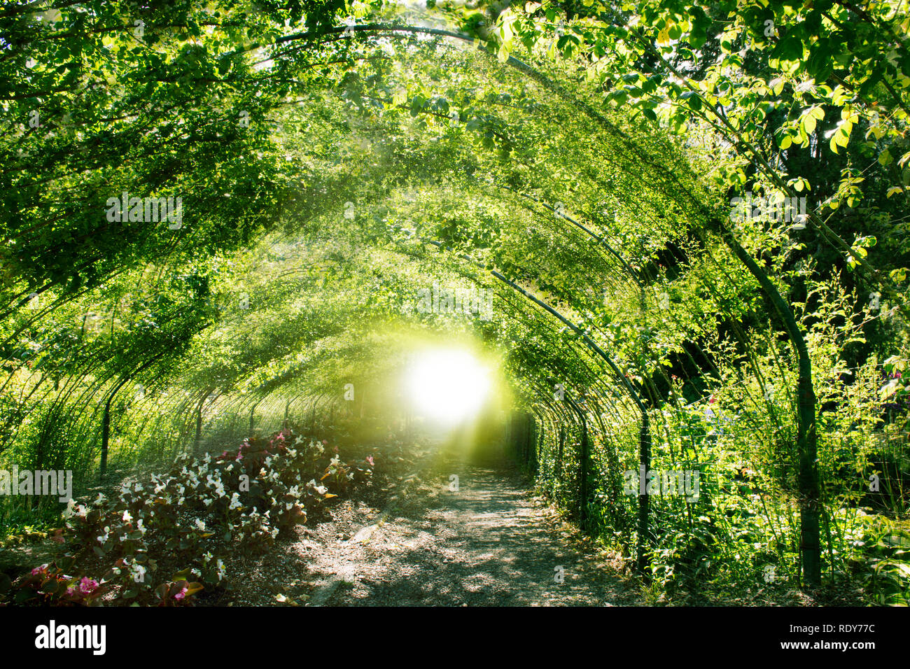 Magical green tunnel made of arching branches, with the supernatural ...