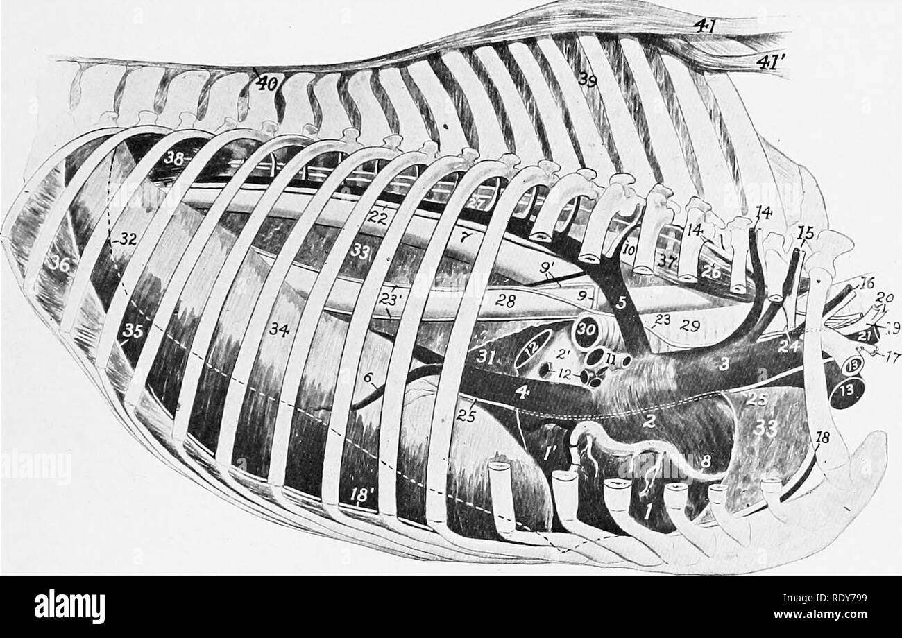 . The anatomy of the domestic animals . Veterinary anatomy. COMMON ...