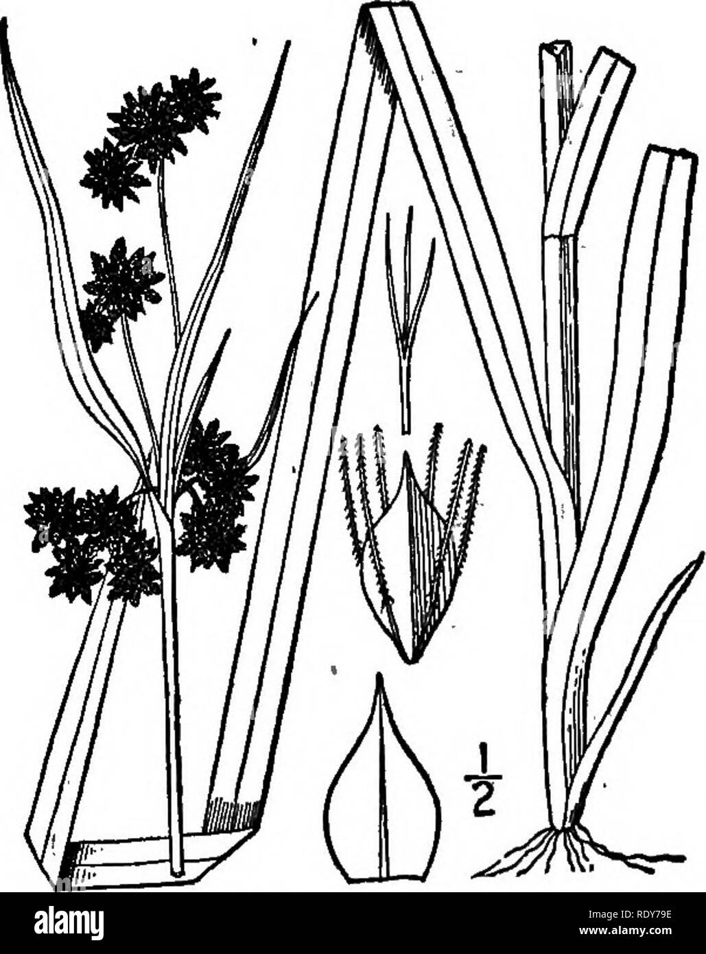 Flat sedges Black and White Stock Photos & Images - Alamy