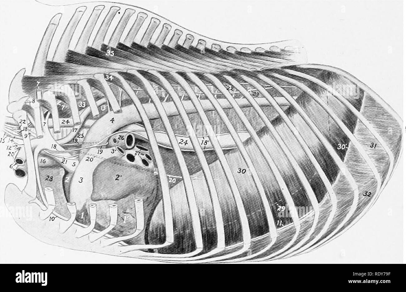 . The anatomy of the domestic animals . Veterinary anatomy. 632 BLOOD ...