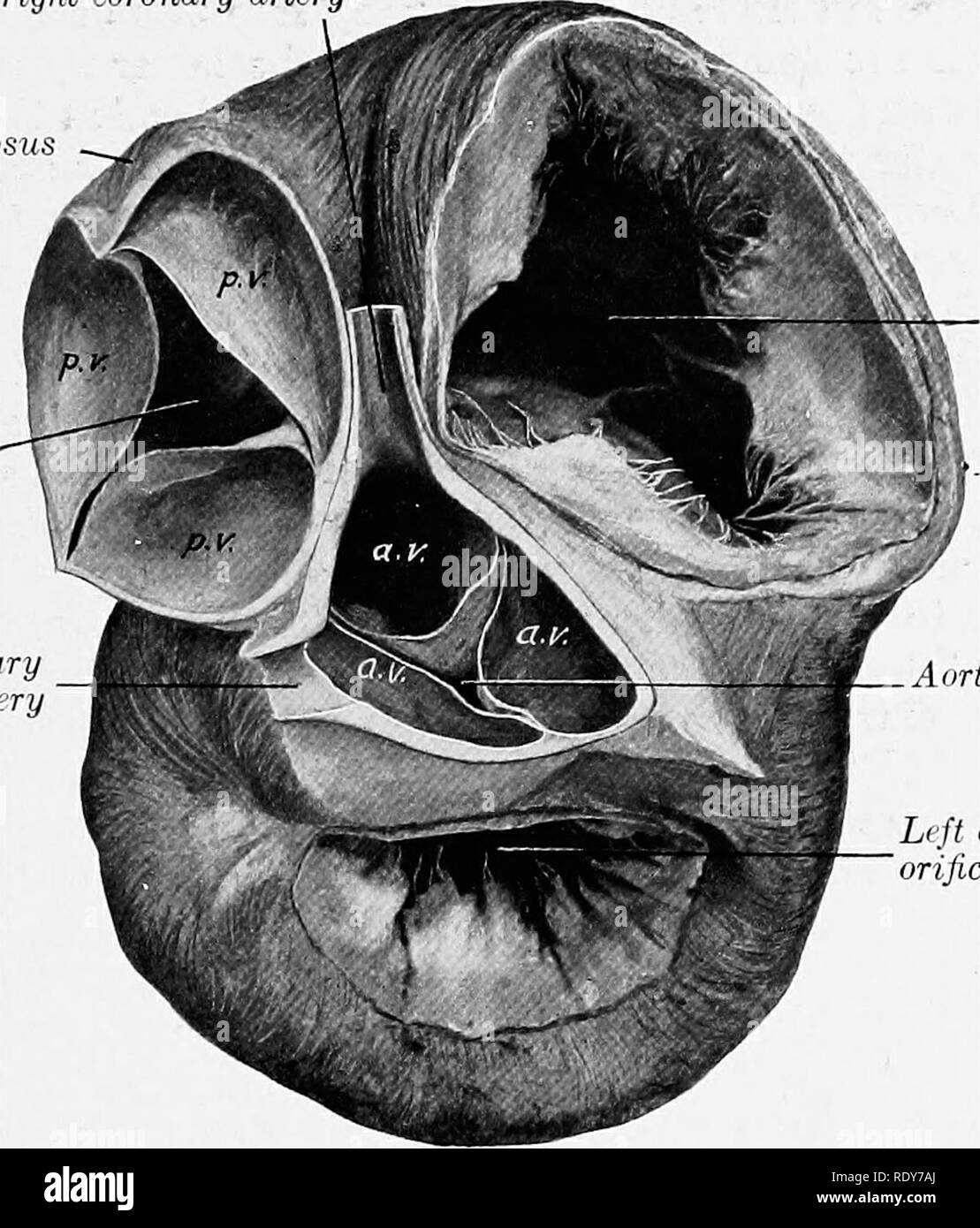 Chordae tendineae hi-res stock photography and images - Alamy
