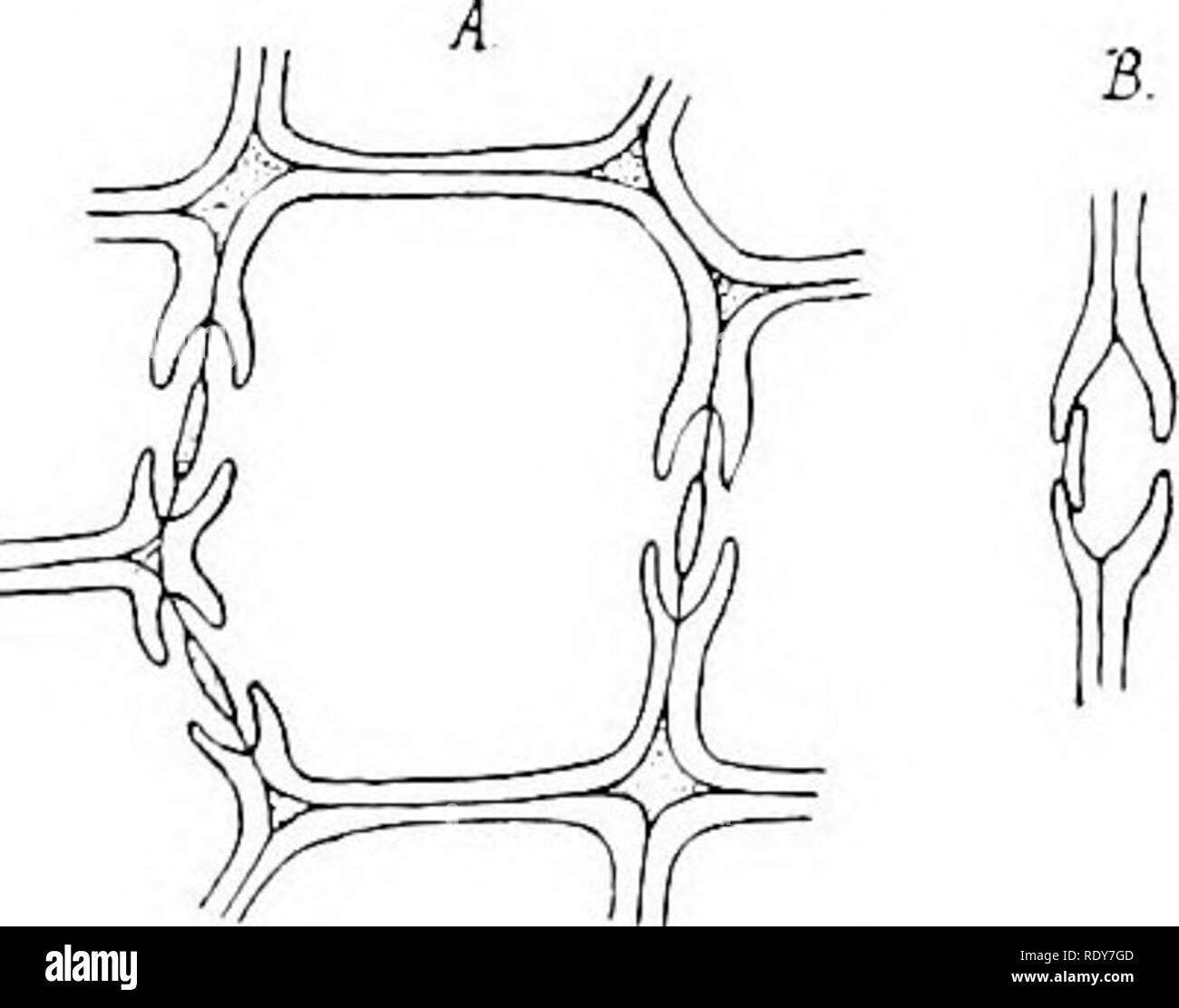 Bordered pit hi-res stock photography and images - Alamy