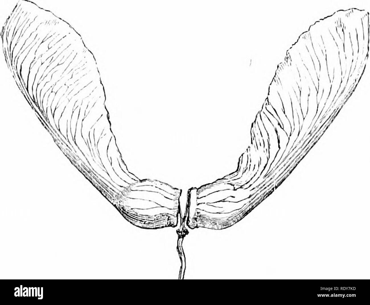 Sycamore fruits Black and White Stock Photos & Images - Alamy