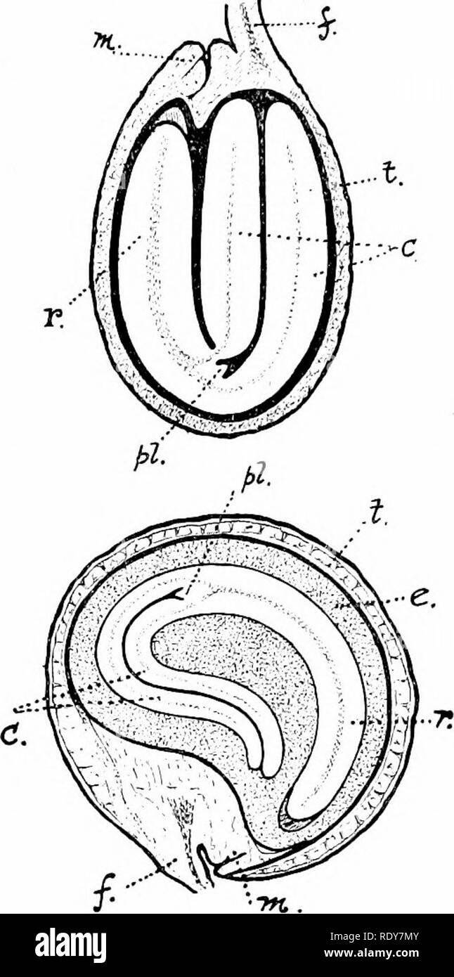 . Botany of the living plant. Botany. THE EMBRYO AND THE SEED 28; as in ...