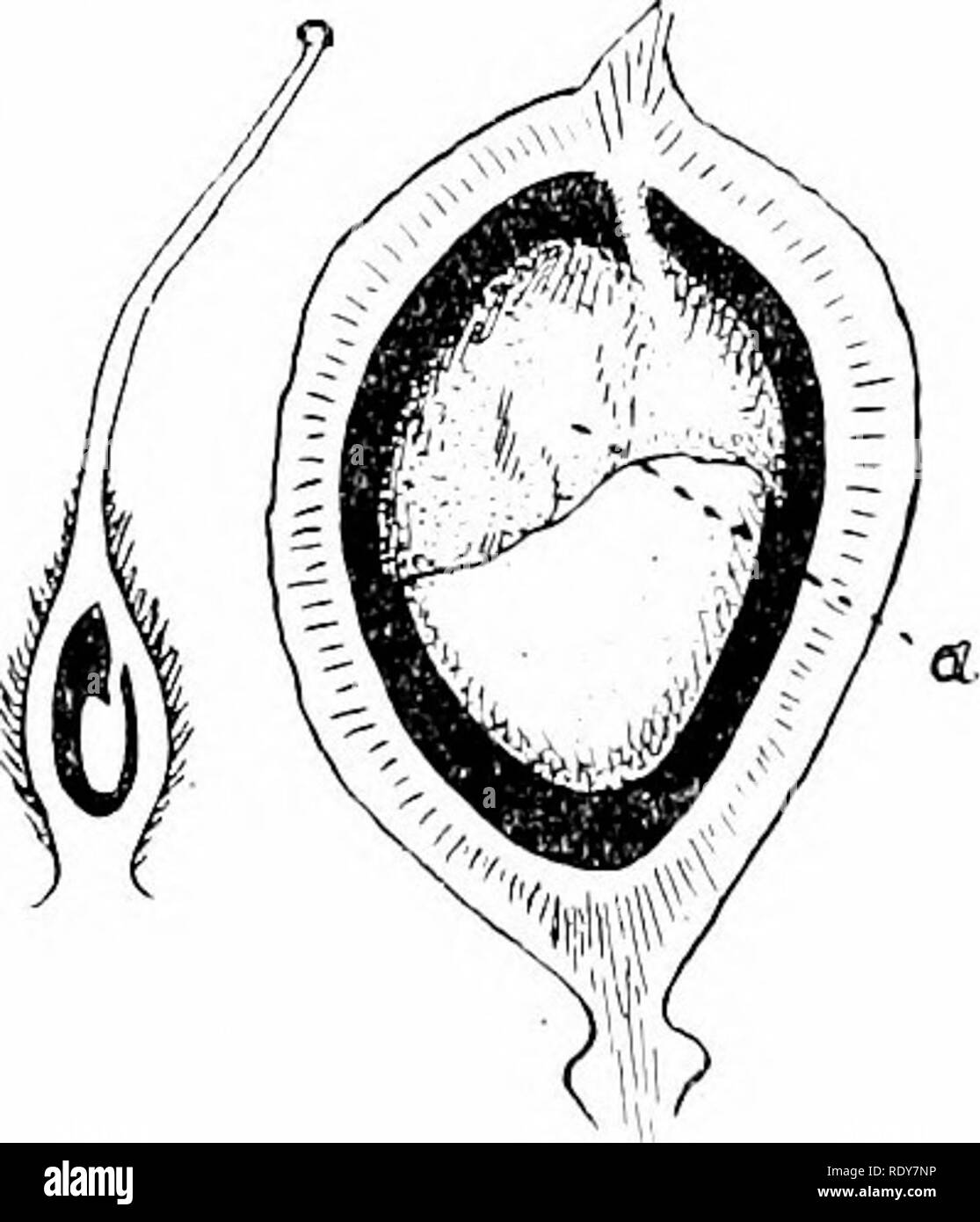 . Botany of the living plant. Botany. Fig. 224. Section through testa ...