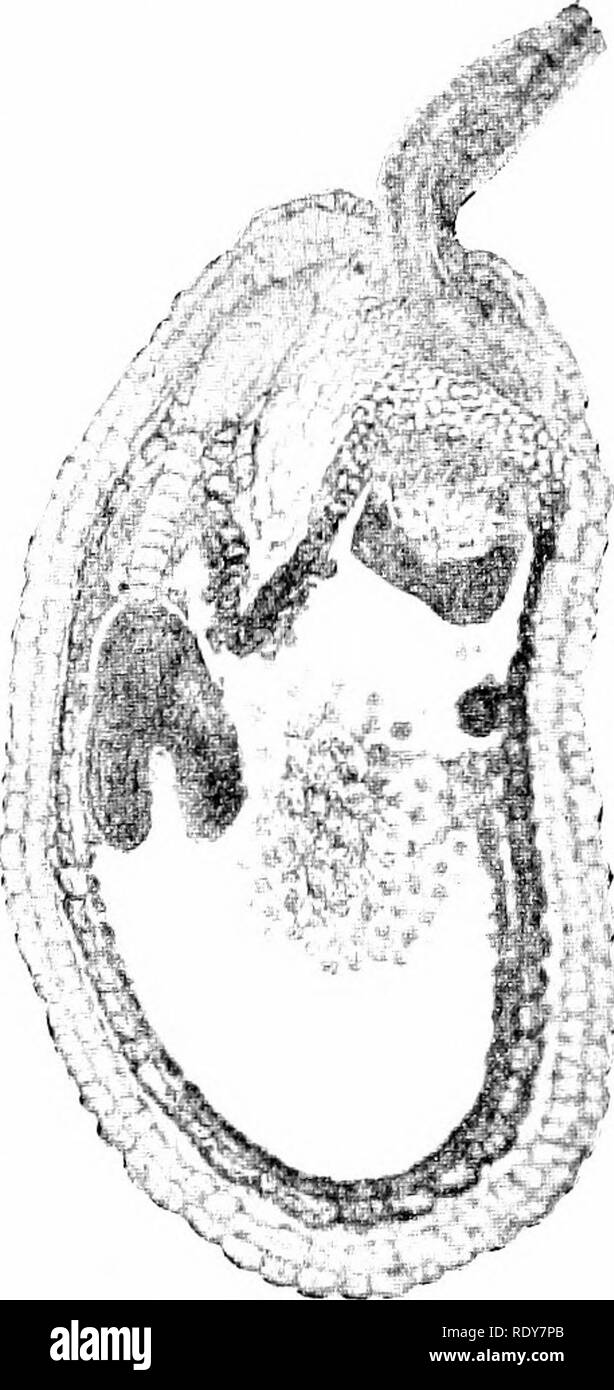 . Botany of the living plant. Botany. 276 BOTANY OF THE LIVING PLANT ...