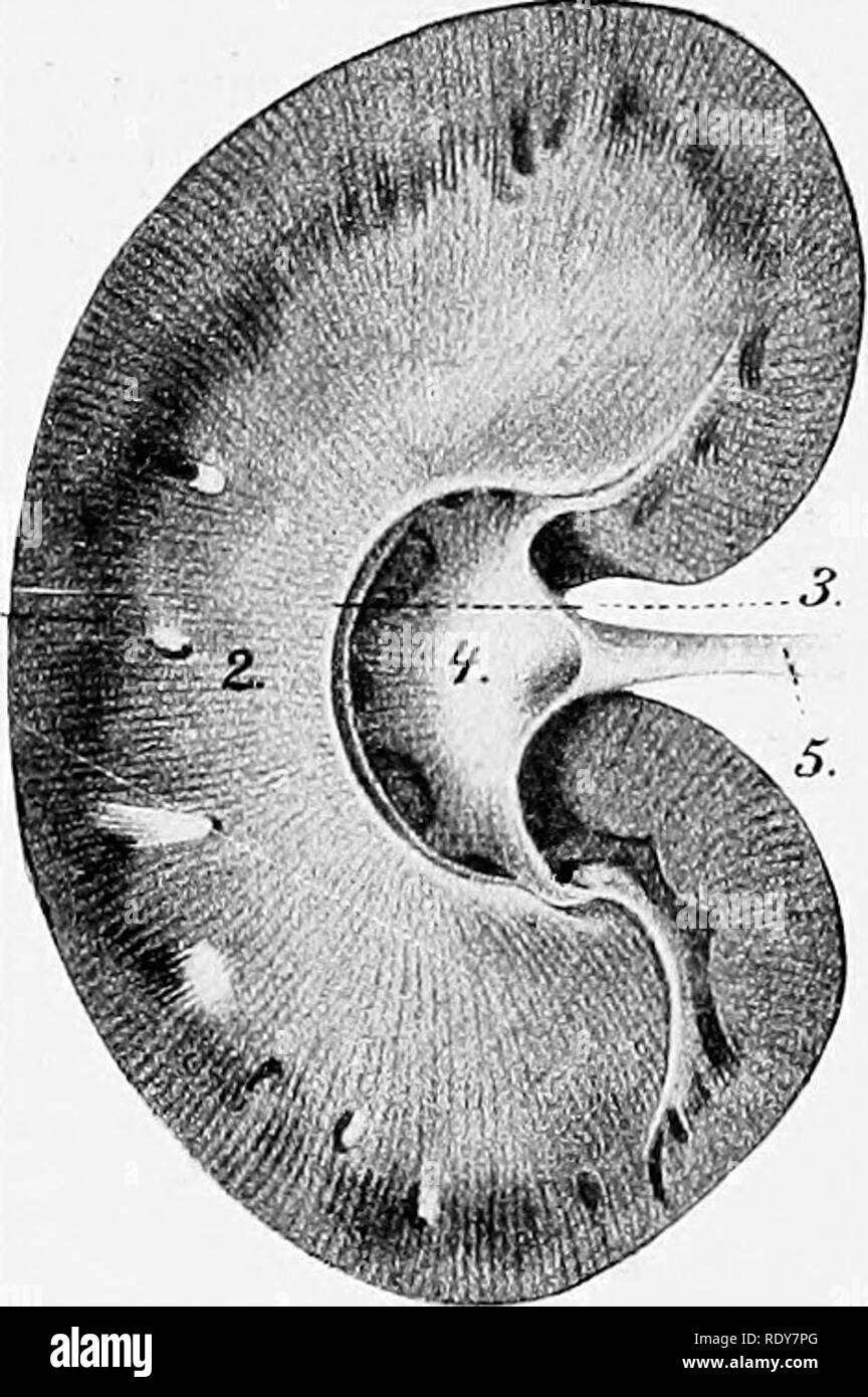. The anatomy of the domestic animals . Veterinary anatomy. /.„. Fig ...