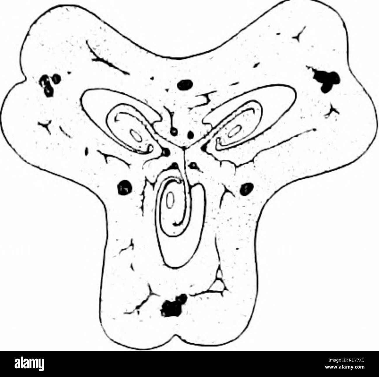 . Botany of the living plant. Botany. THE CARPEL AND OVULE -55 seen in ...