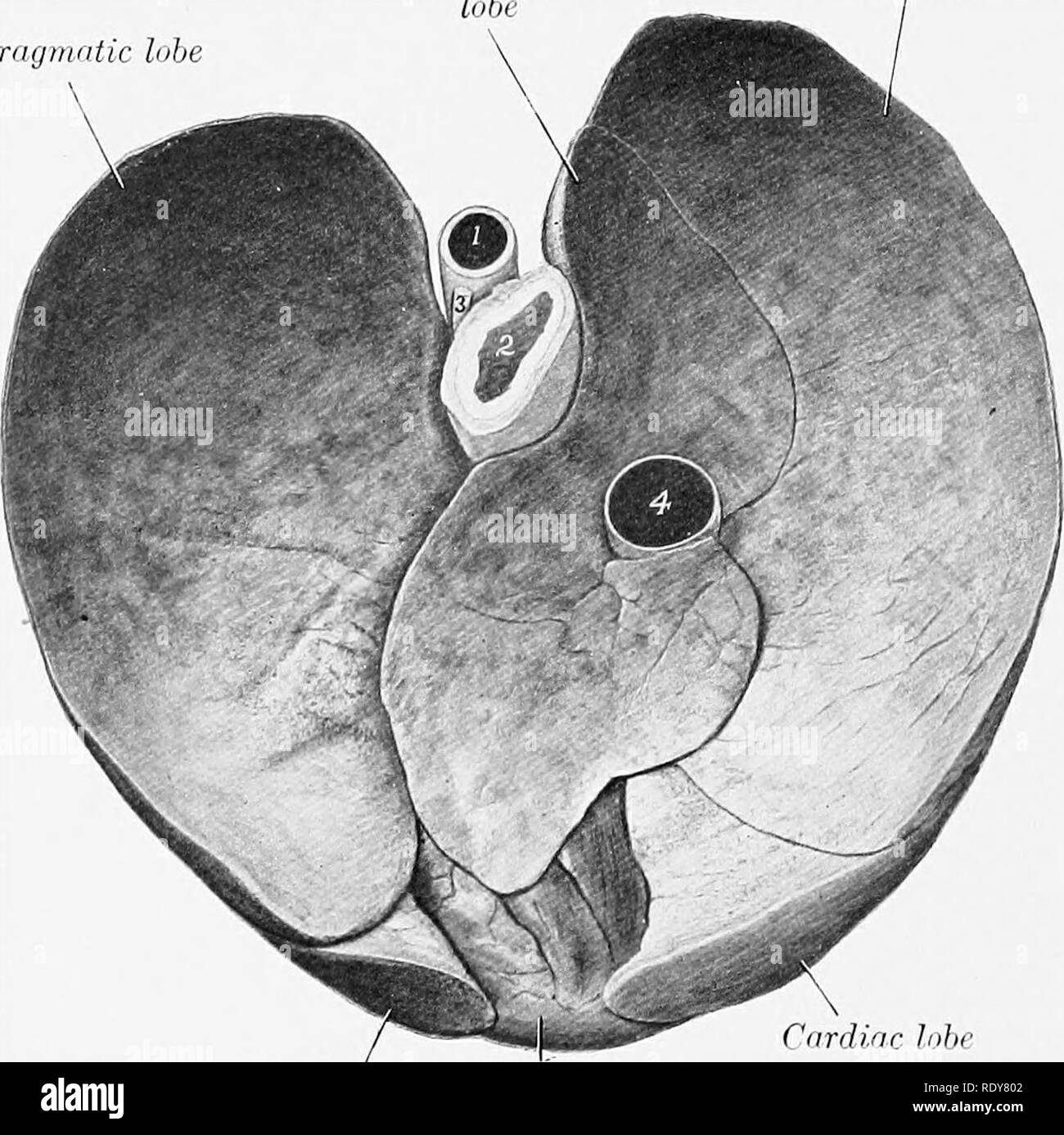 Fissures of lung hi-res stock photography and images - Alamy