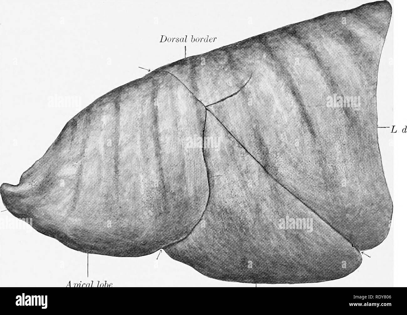 Diaphragmatic surface hi-res stock photography and images - Alamy