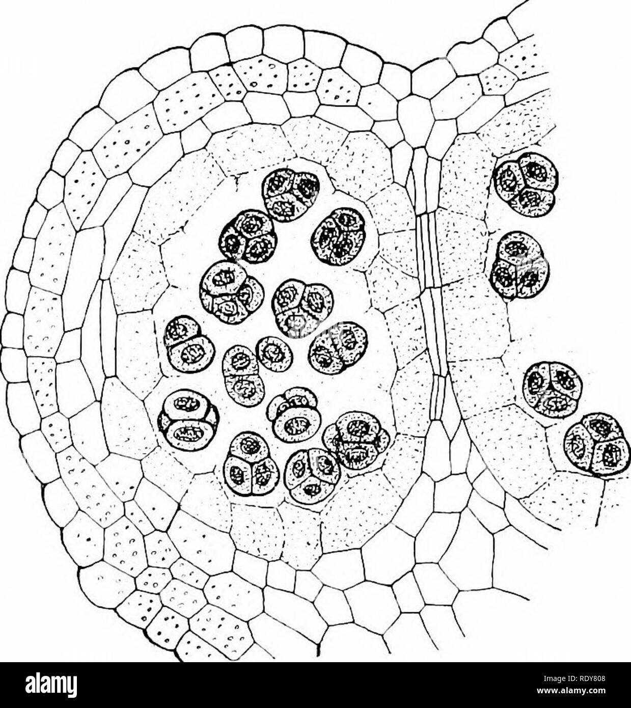 Tetrahedral cells Black and White Stock Photos & Images - Alamy