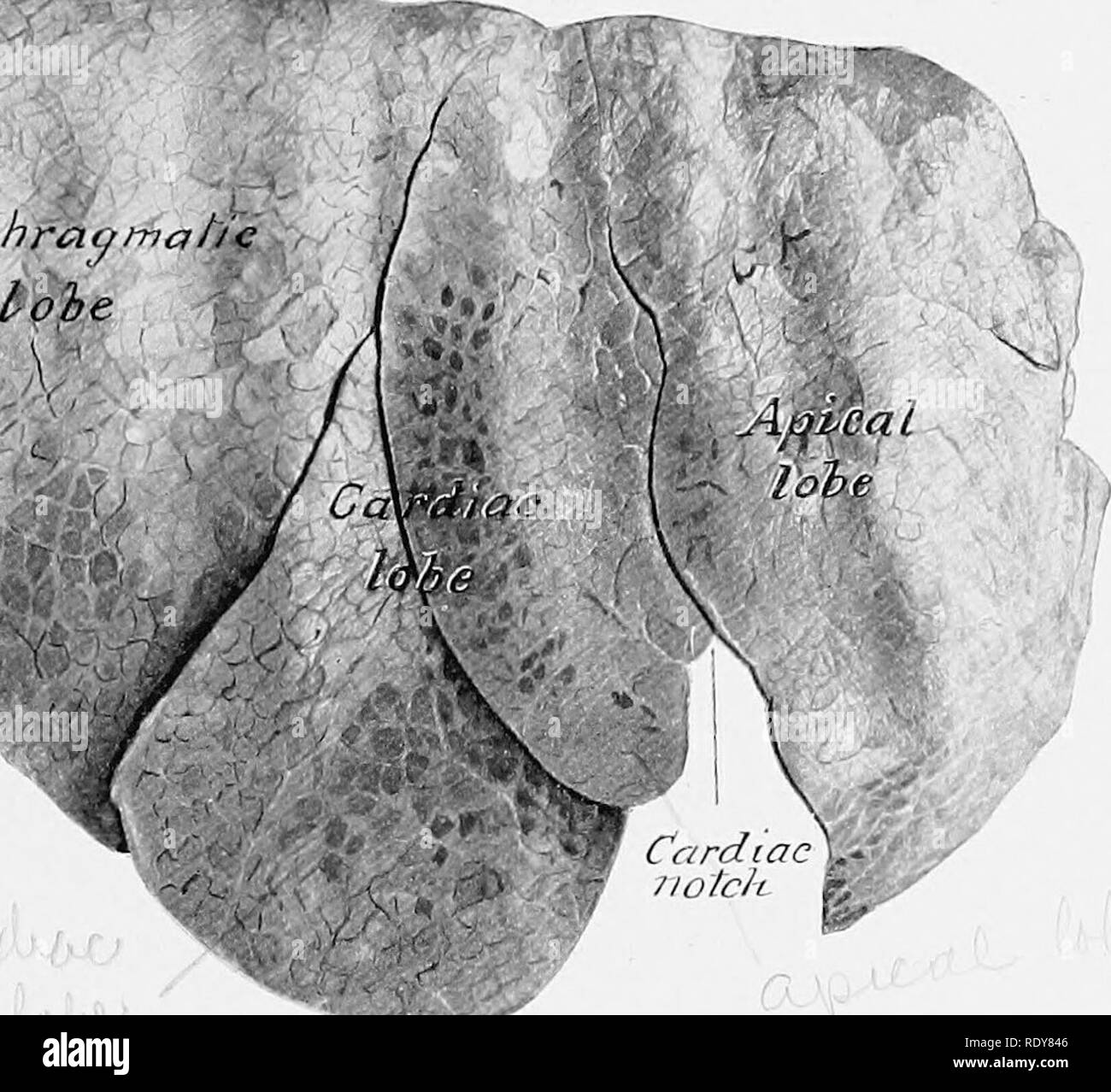 Costal Surface Of Lung