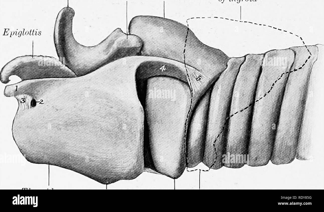 . The anatomy of the domestic animals . Veterinary anatomy. 538 ...