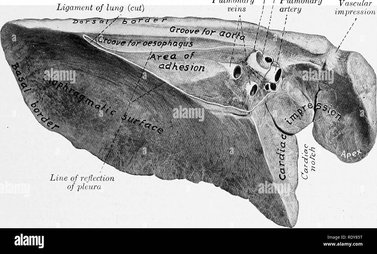 Cardiac notch hi-res stock photography and images - Alamy