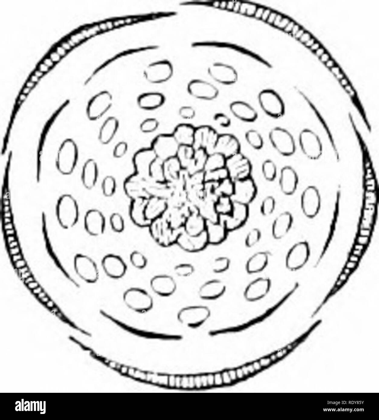 Ss primrose hi-res stock photography and images - Alamy