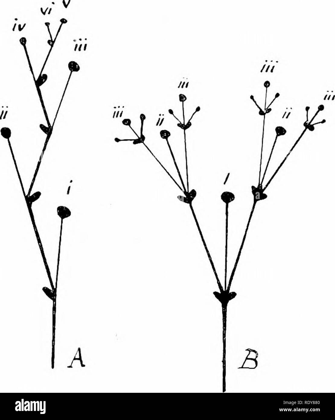 . Botany of the living plant. Botany. 224 BOTANY OF THE LIVING PLANT ...