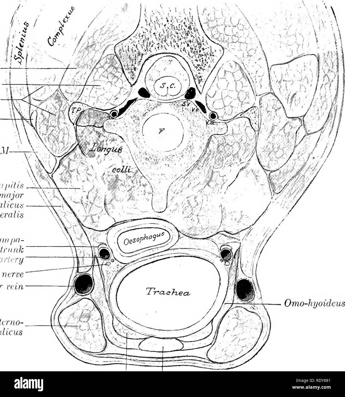 Horse respiratory system hi-res stock photography and images - Alamy