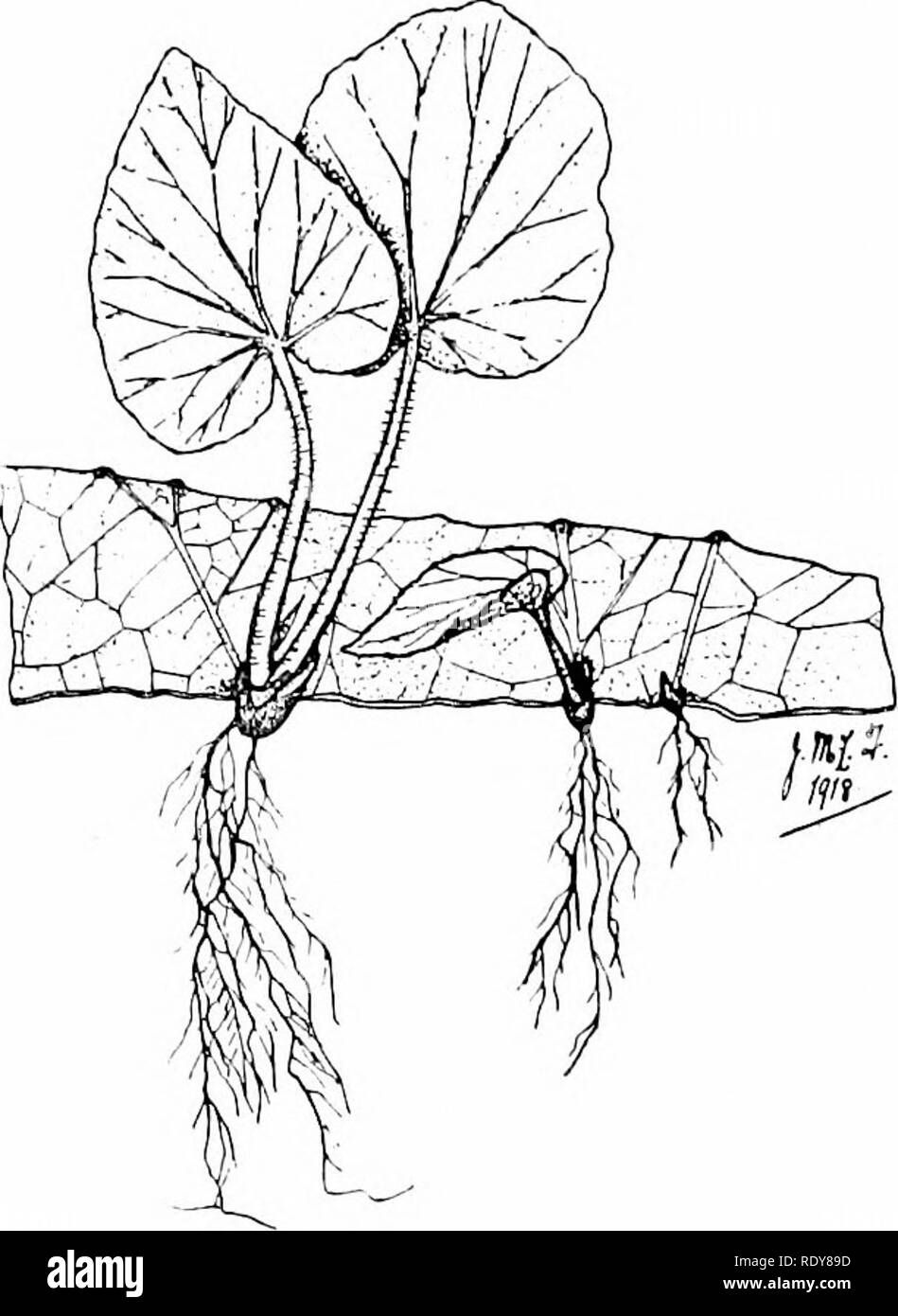 Rhizome plant Black and White Stock Photos & Images - Alamy