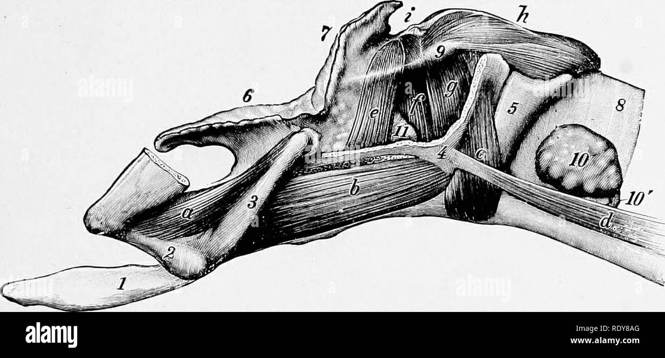 Thyroid gland and cartilage anatomy Black and White Stock Photos ...