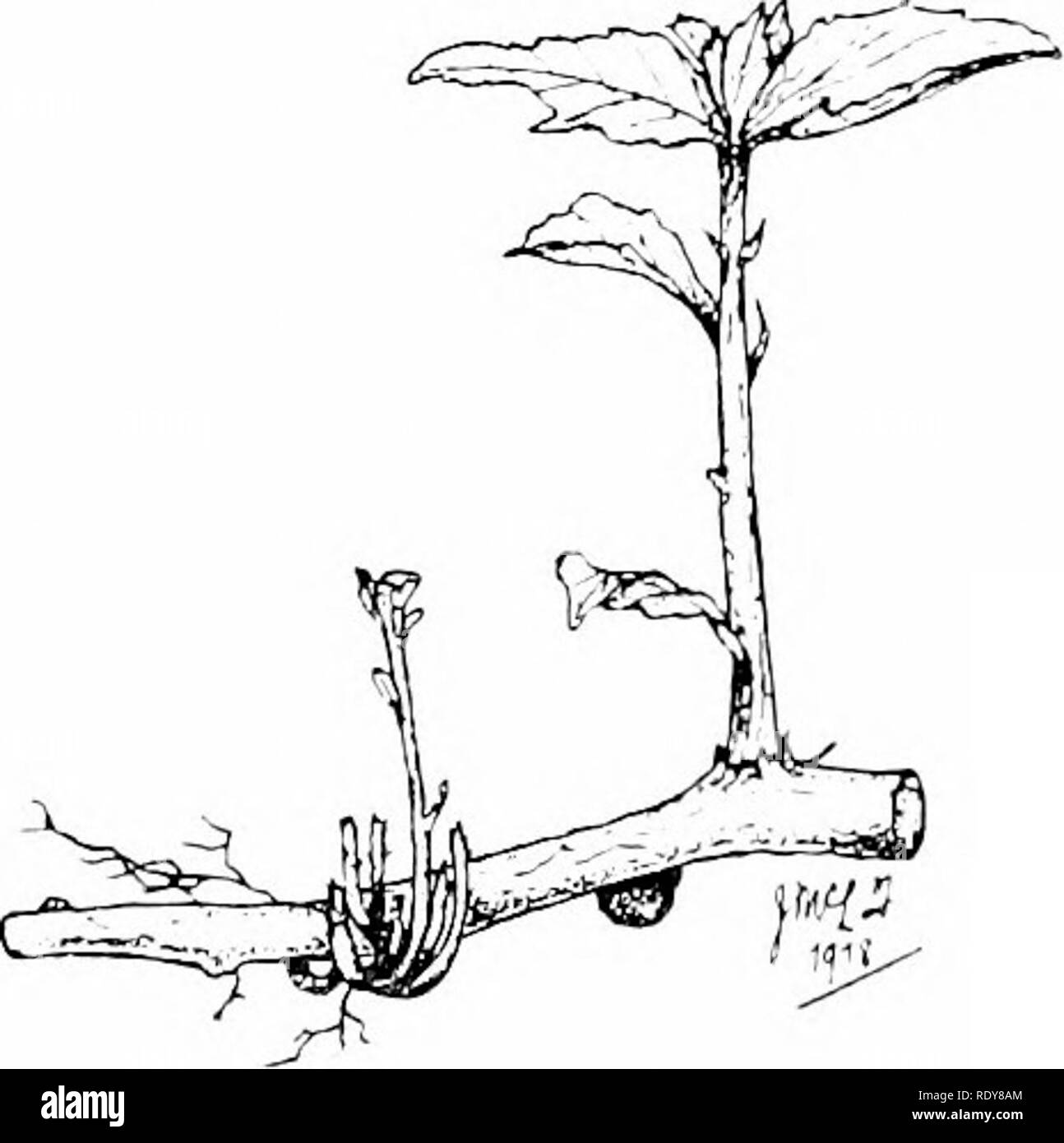 Adventitious buds Cut Out Stock Images & Pictures - Alamy