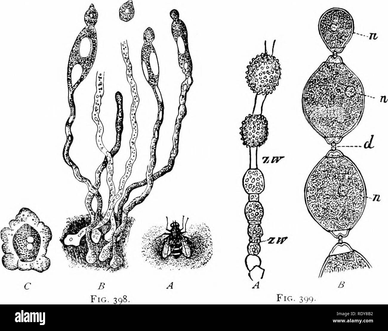 Halo surrounded Cut Out Stock Images & Pictures - Alamy