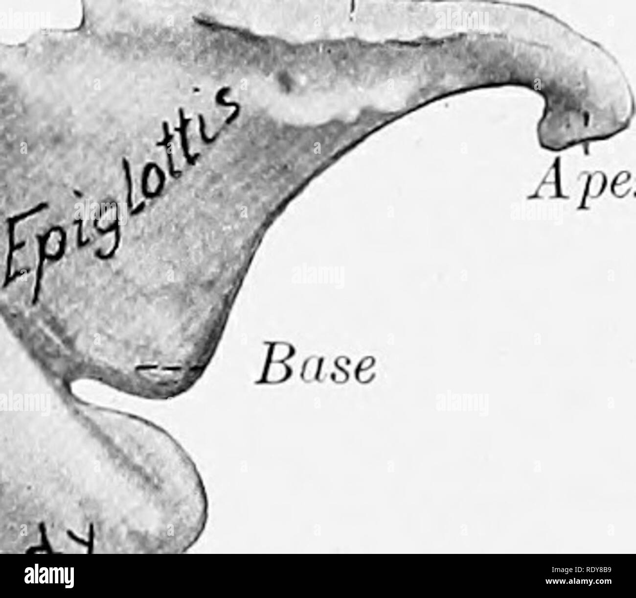 . The anatomy of the domestic animals . Veterinary anatomy. Thyroid ...