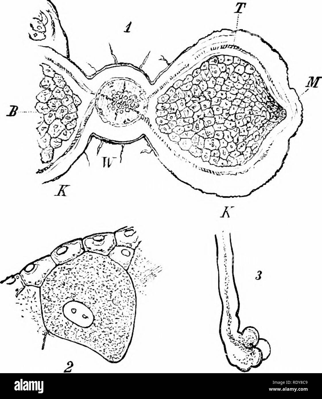 Root hair cell plant hi-res stock photography and images - Alamy