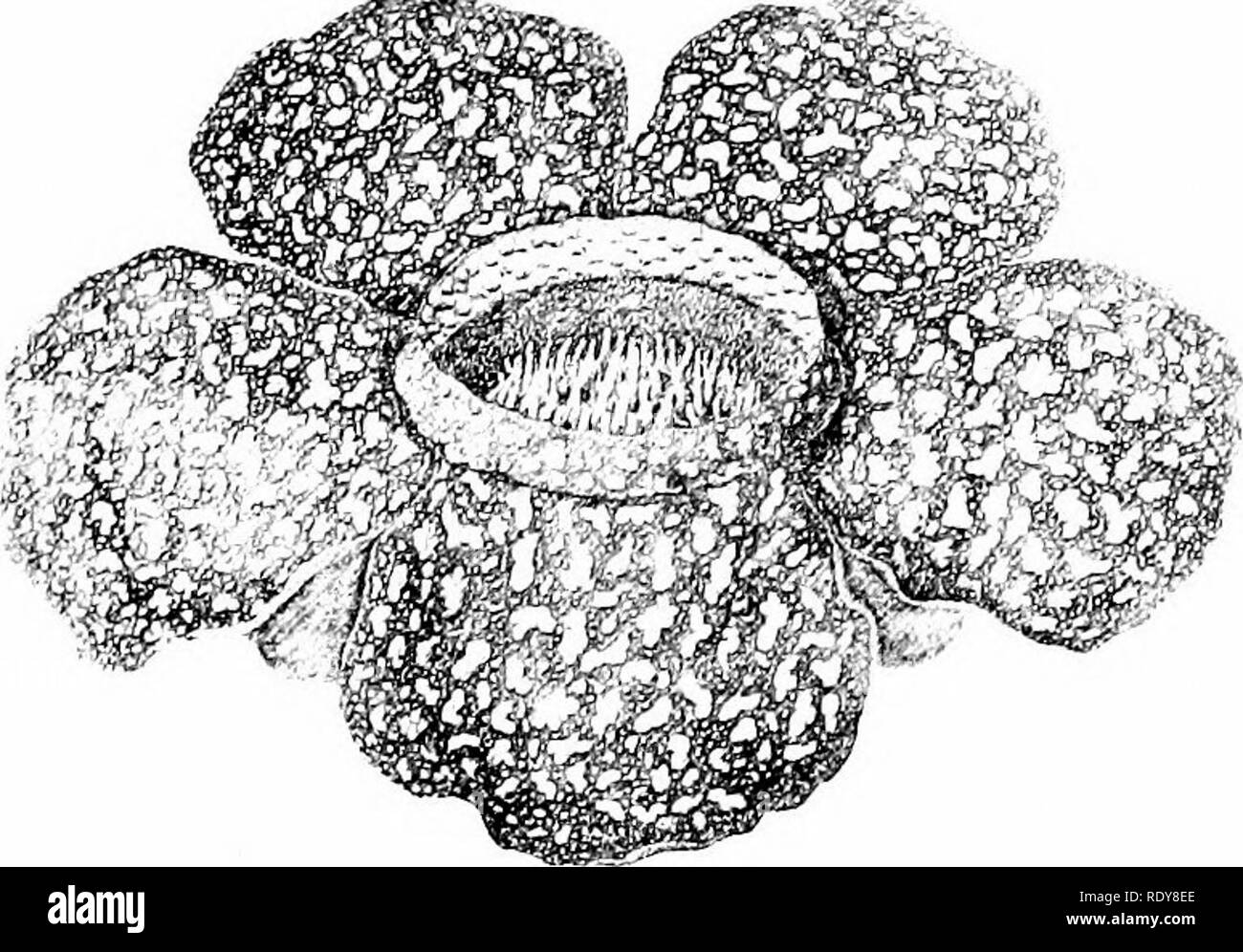 Parasitic flowering plant Black and White Stock Photos & Images - Alamy