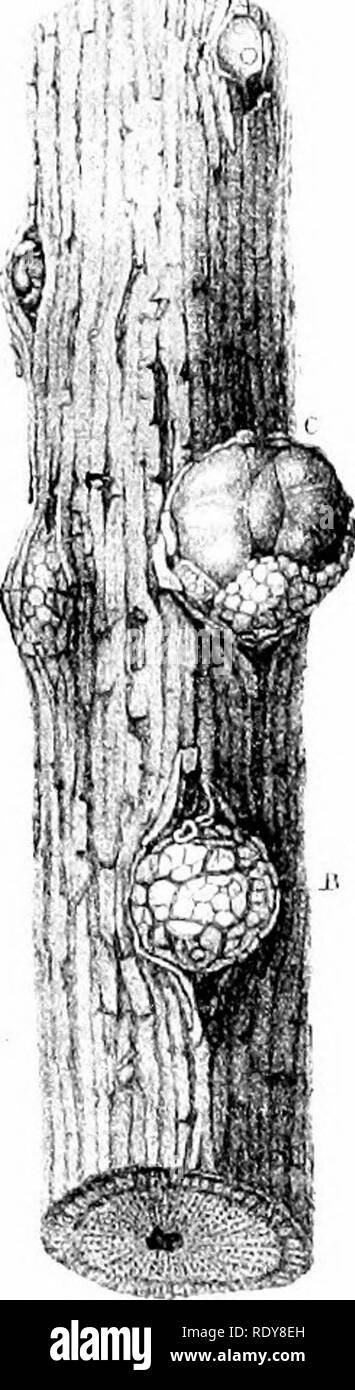 . Botany of the living plant. Botany. Fig. 144. Median section of a ...