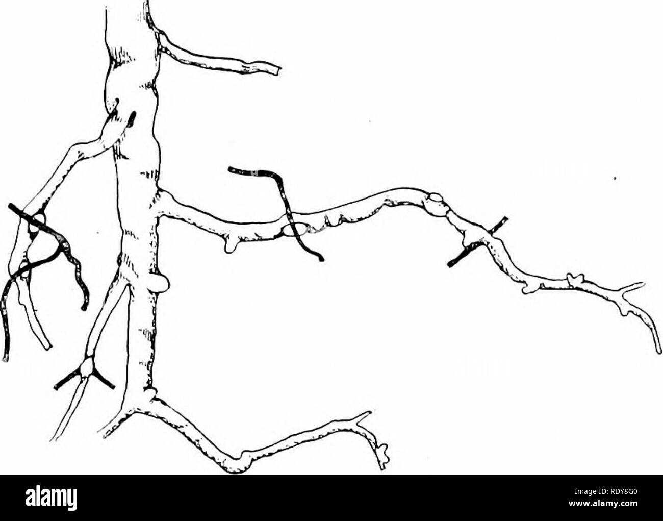 Plant parasite loranthaceae Cut Out Stock Images & Pictures - Alamy